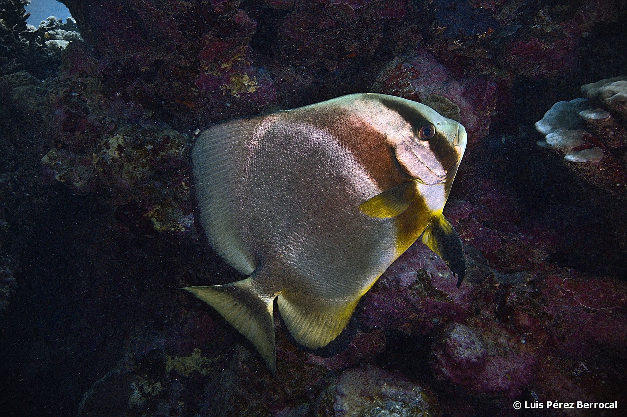 Batfish Orbiculate Adult