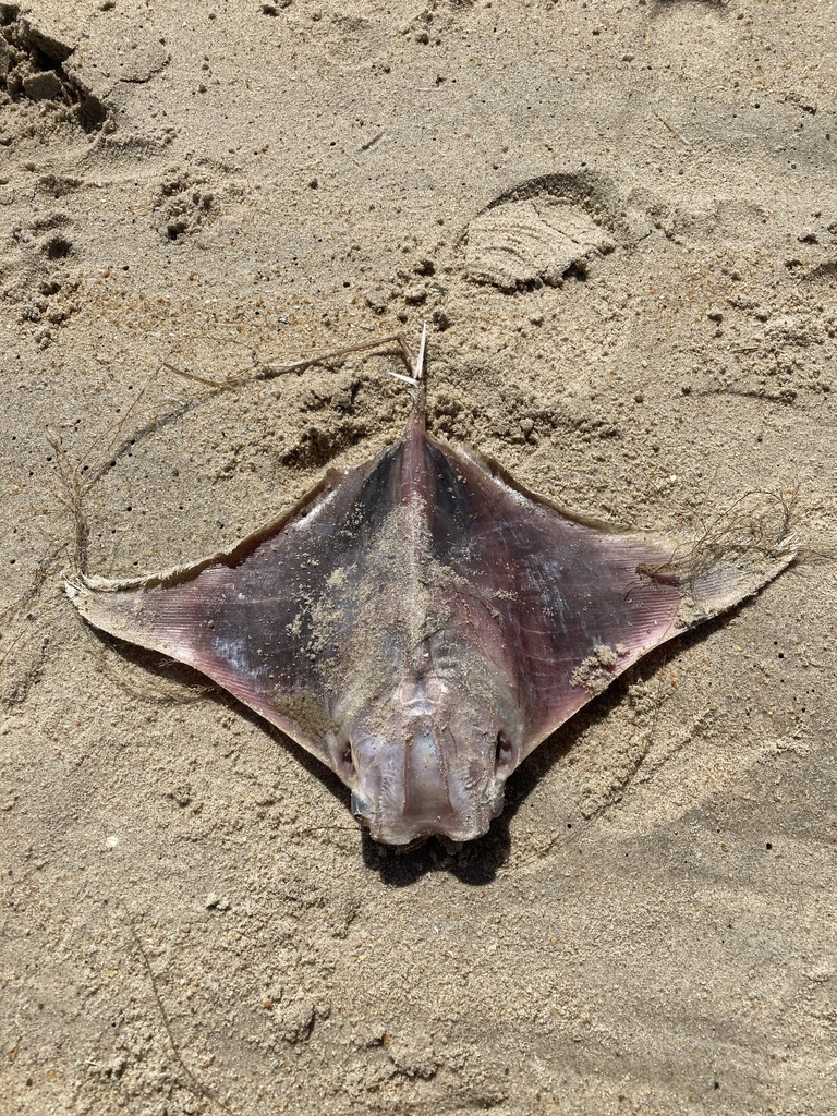 Cownose Ray in April 2022 by kerryb1970 · iNaturalist