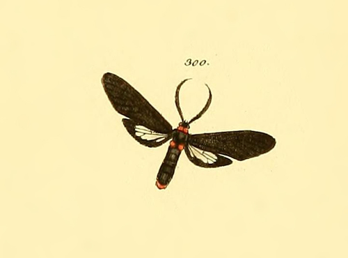 Ichoria tricincta · iNaturalist