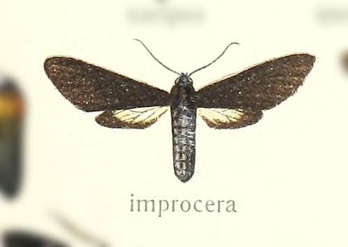 Ichoria improcera · iNaturalist