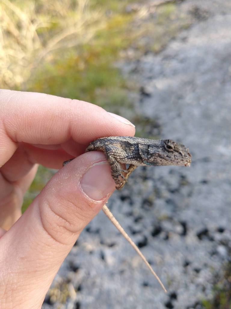 Eastern Fence Lizard from Wilson County, TN, USA on April 19, 2022 at ...