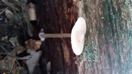 Variety Entoloma strictius isabellinum · iNaturalist