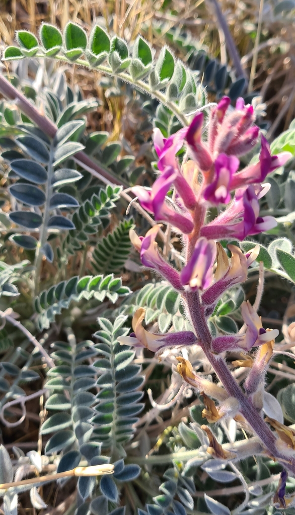 Woolly Locoweed from Hudspeth, Texas, United States on January 22, 2022 ...