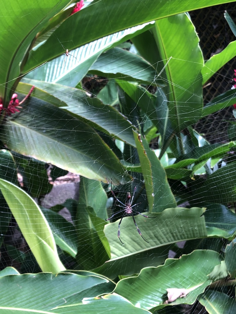 Golden Silk Spider from Calle Amelia Denis De Icaza Calle Ancon, Panama ...