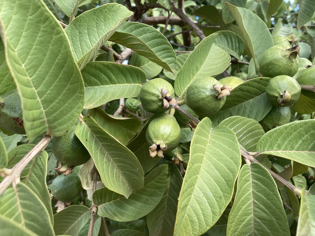 Common guava from Babylonstoren Road, WC, ZA on 21 April, 2022 at 11:43 ...