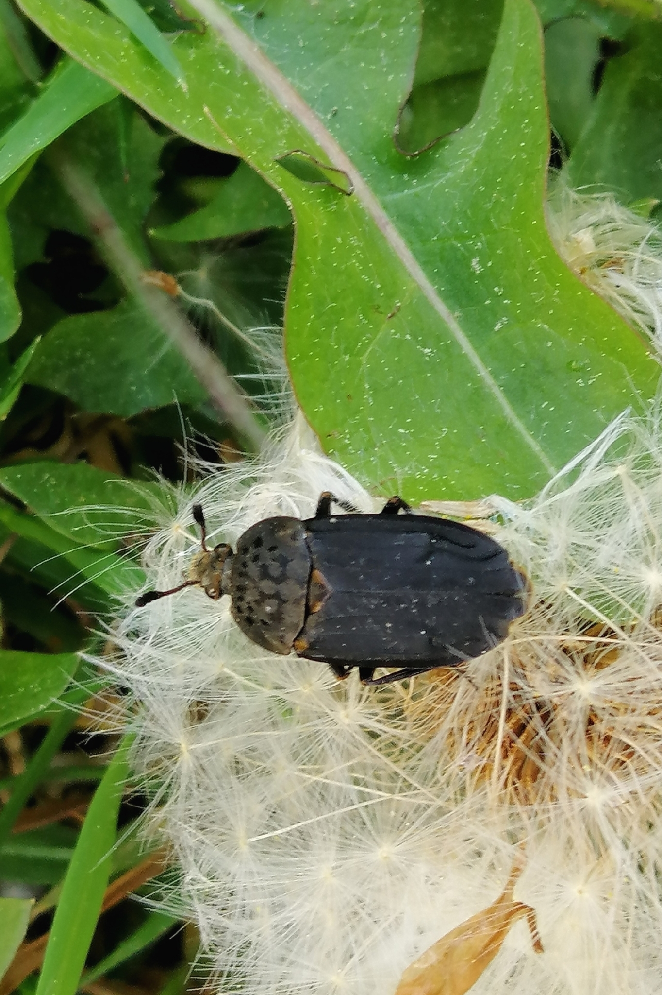 Thanatophilus sinuatus (Fabricius, 1775)