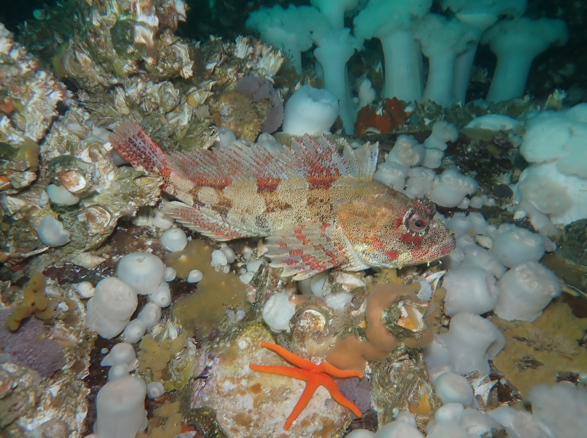 Hemilepidotus Cuvier, 1829