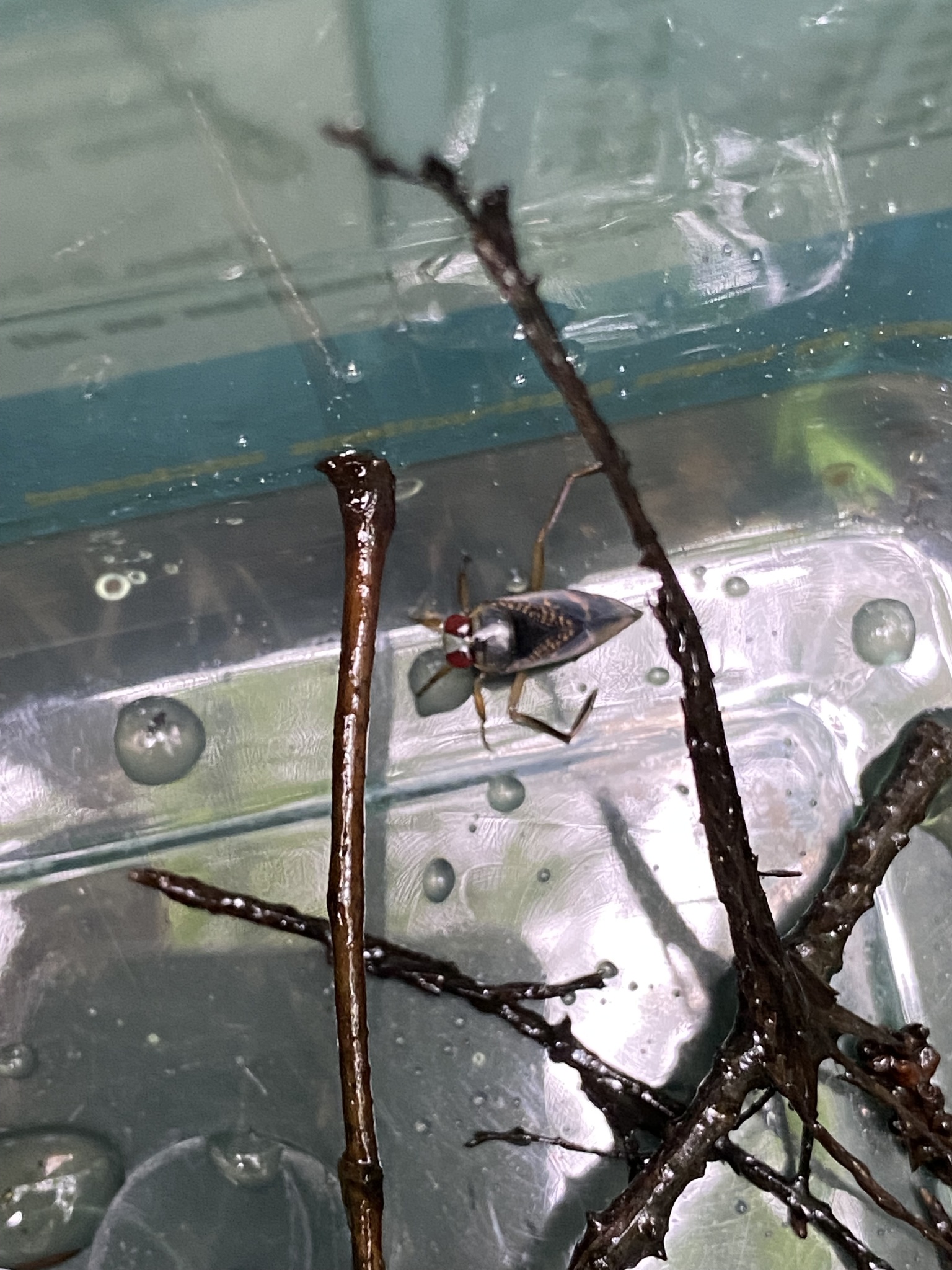 Notonecta irrorata Uhler, 1879