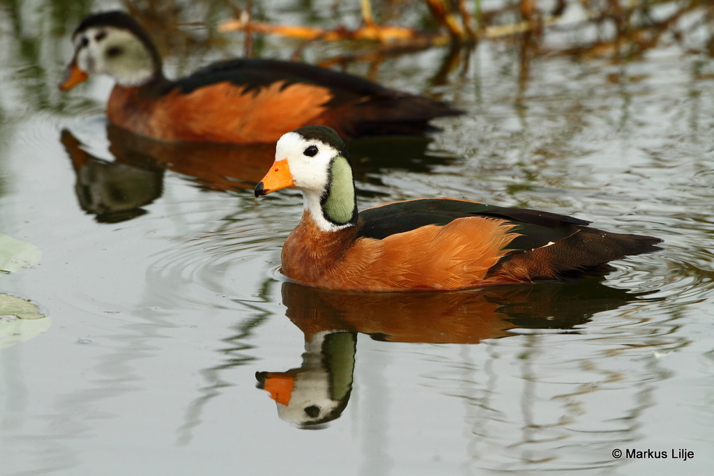 African Pygmy-Goose (Nettapus auritus) - Avian Discovery