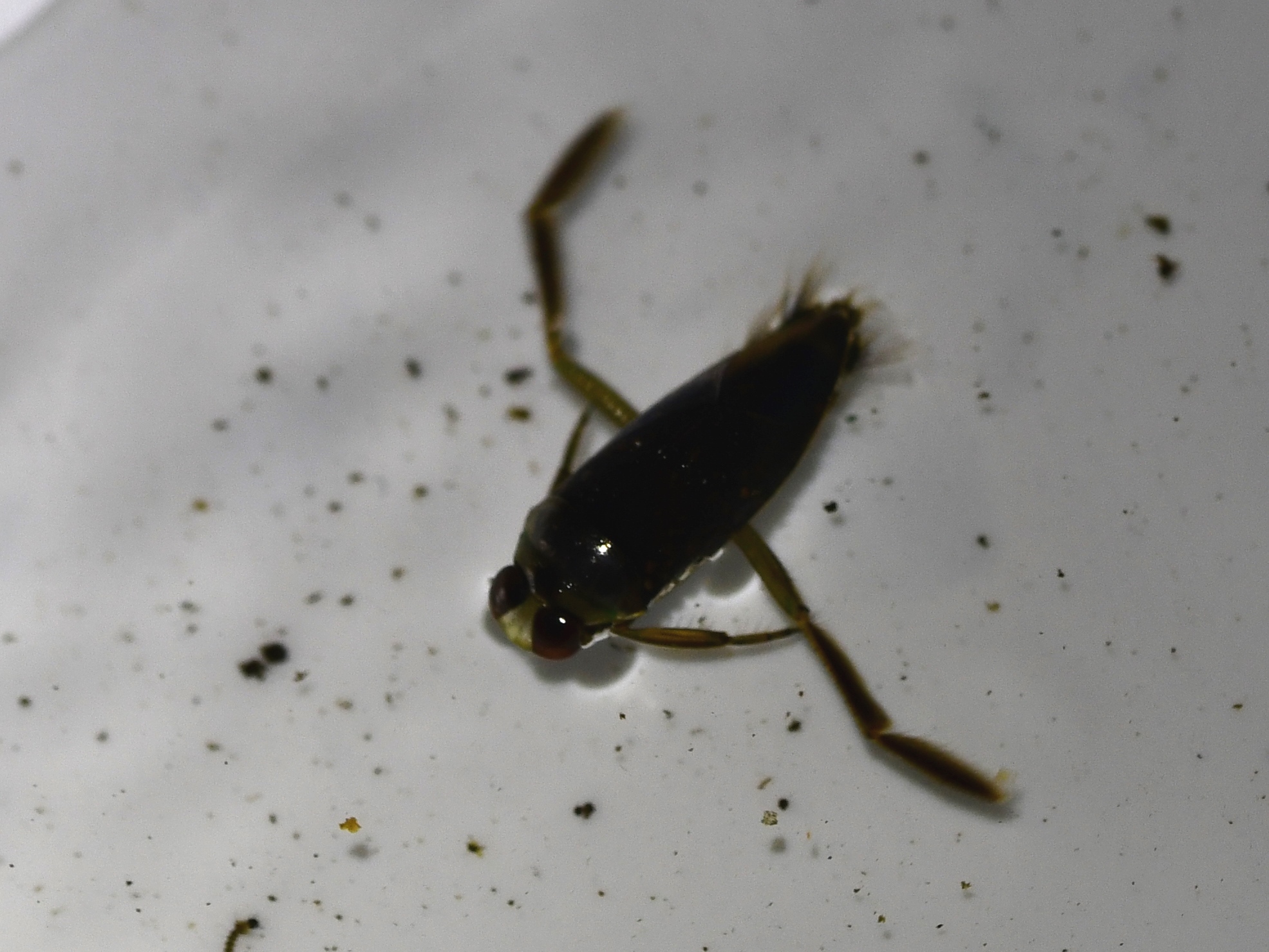 Notonecta irrorata Uhler, 1879