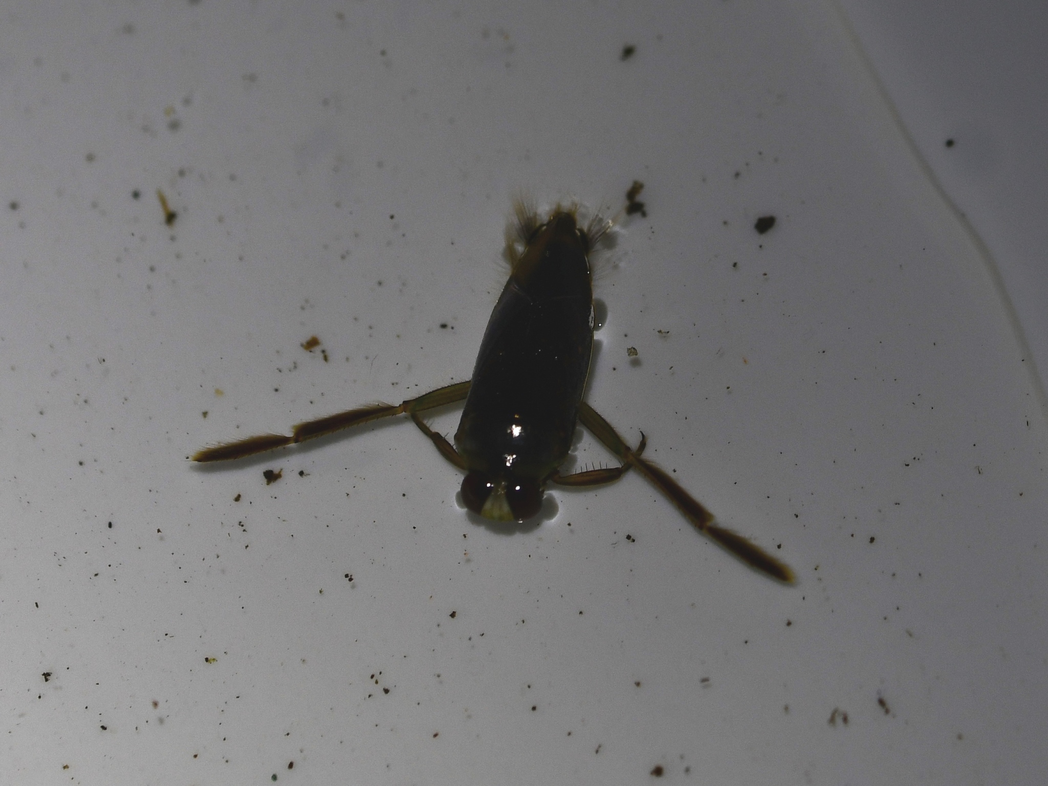 Notonecta irrorata Uhler, 1879