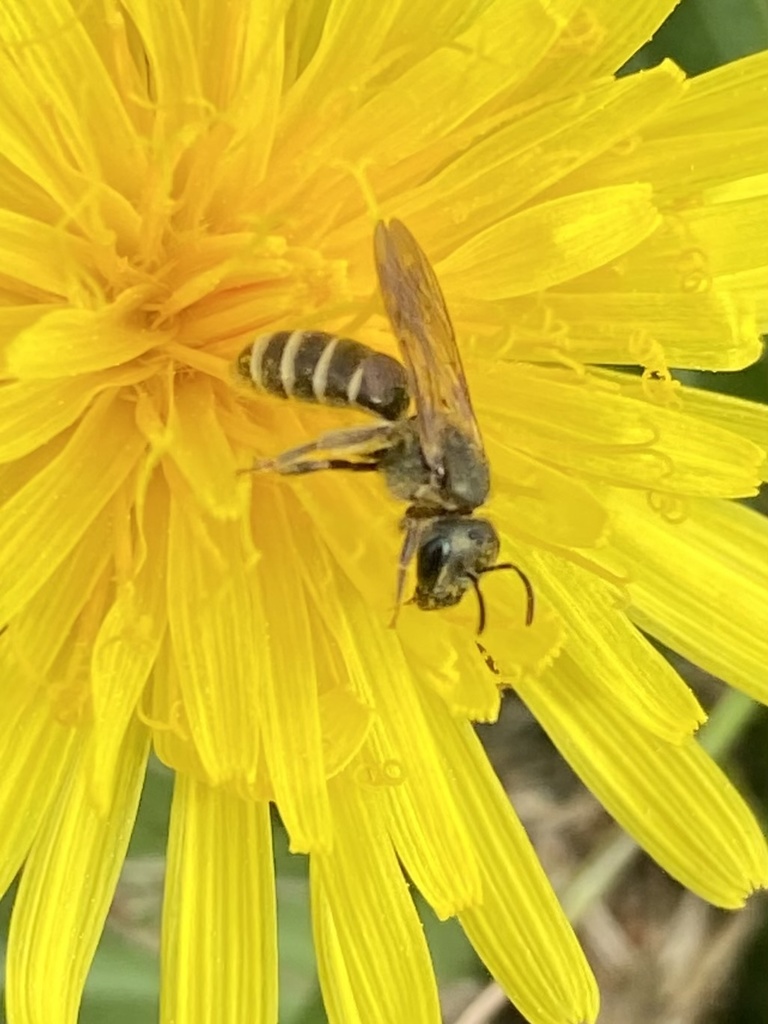 Confusing Furrow Bee from Carpenter Bridge Rd, Frederica, DE, US on ...