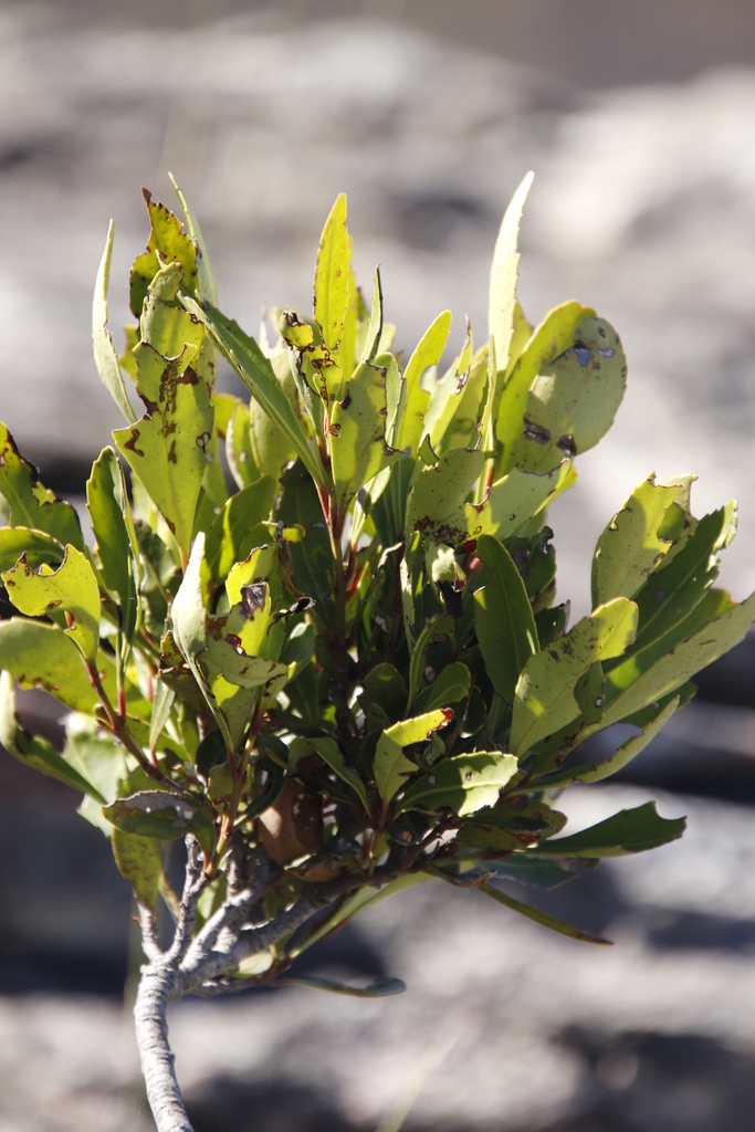 Spoonwood from Greyton to Wa-en-Osse shale band, track twixt Noupoort ...