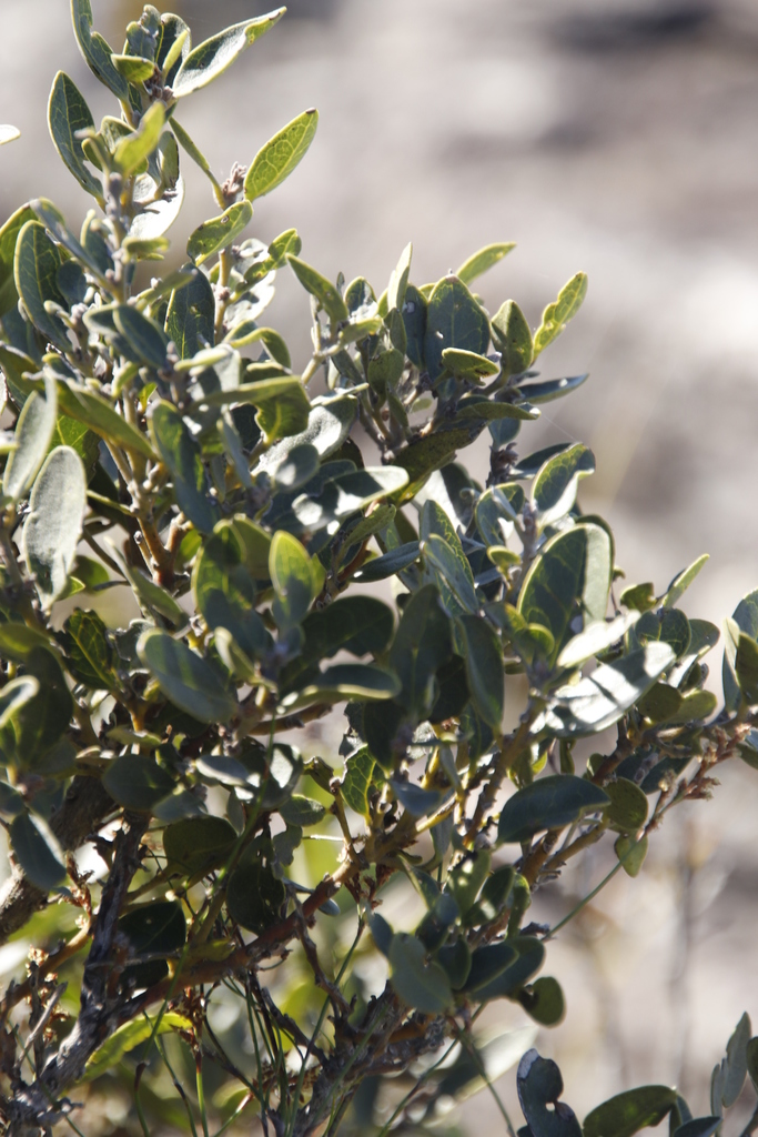 Gwarries from Greyton to Wa-en-Osse shale band, track twixt Noupoort ...