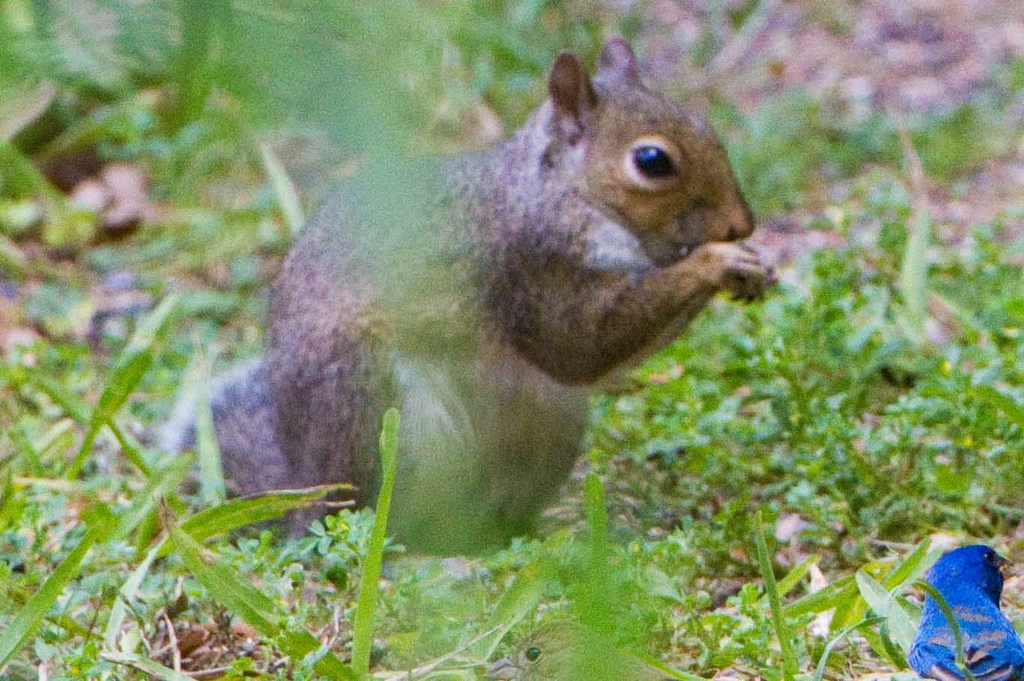 Eastern Gray Squirrel from Shell Mound Park, Alabama on 25 April, 2011 ...