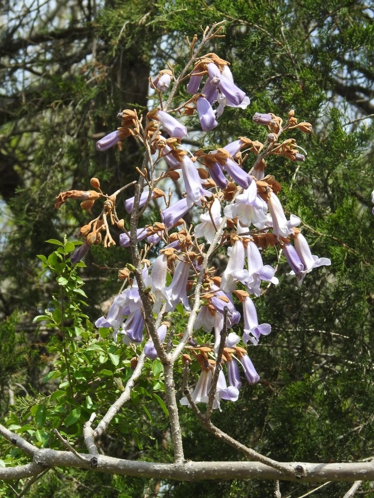 princess tree from Burlington, NC, US on April 21, 2022 at 02:43 PM by ...