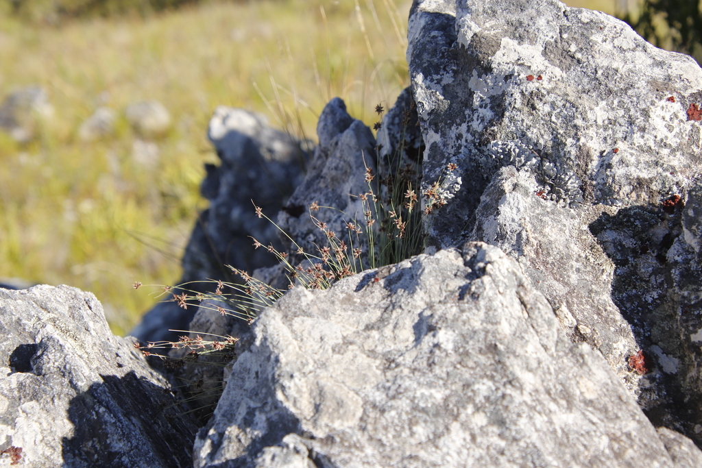 Star Grasses from Greyton to Wa-en-Osse shale band, track twixt ...