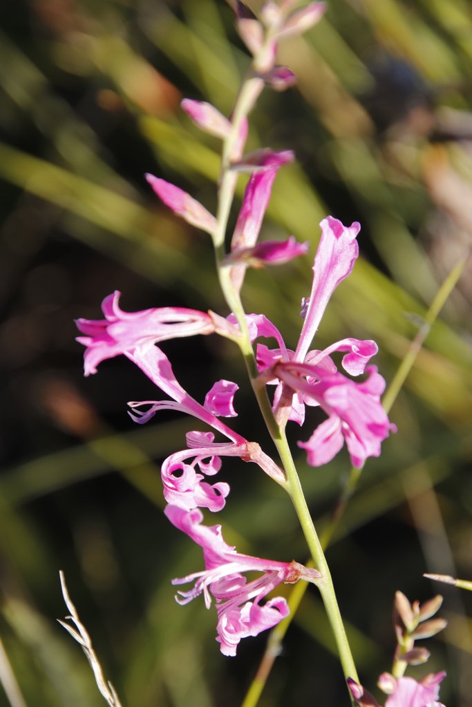 Autumn Reedpipe from Greyton to Wa-en-Osse shale band, track twixt ...