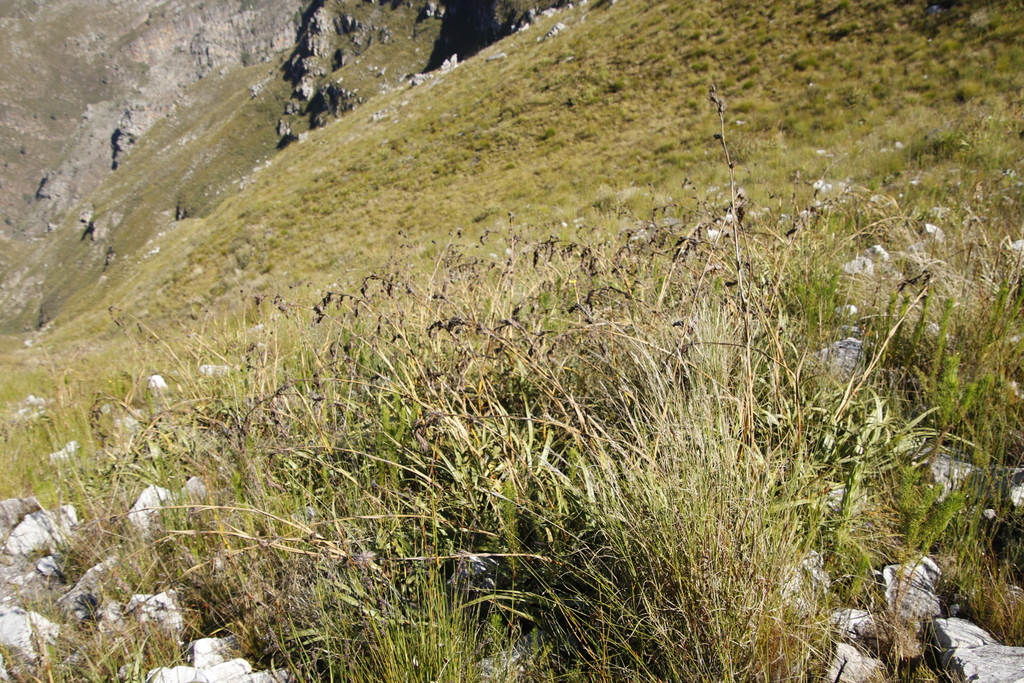 Bergpalmiet from Greyton to Wa-en-Osse shale band, track twixt Noupoort ...