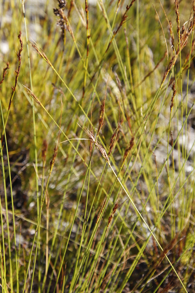Schoenus "Cuspidatus" Group from Greyton to Wa-en-Osse shale band ...