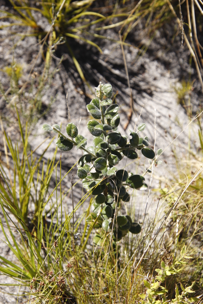 Splitbract Capesweetpea from Wa-en-Osse shale band, lower, track twixt ...