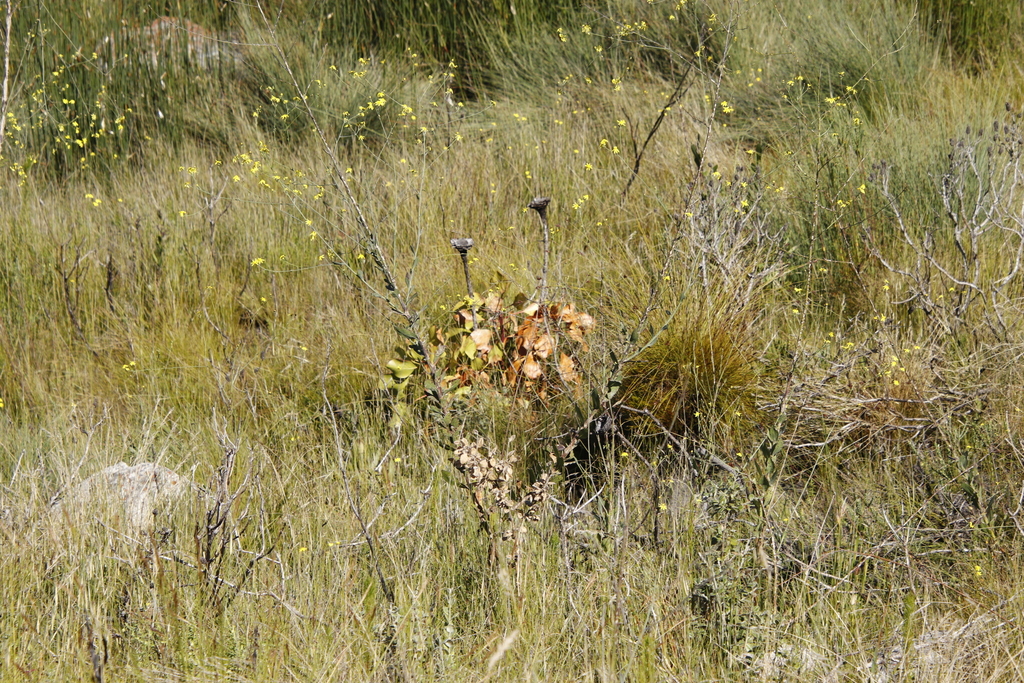 King Protea from Wa-en-Osse shale band, lower, track twixt Noupoort and ...