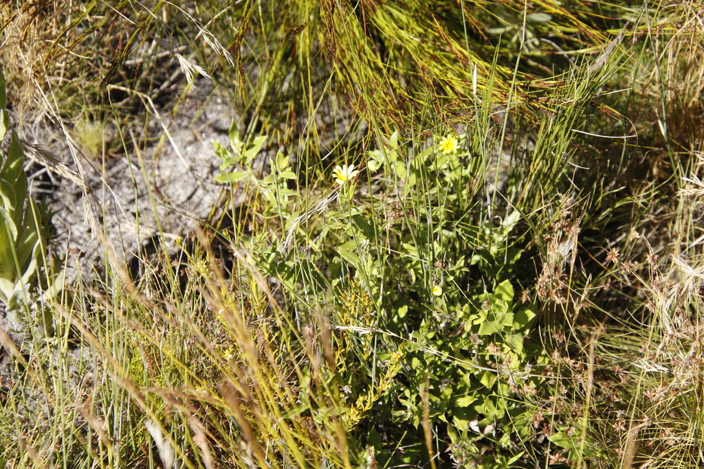 sunflowers, daisies, asters, and allies from Wa-en-Osse shale band ...