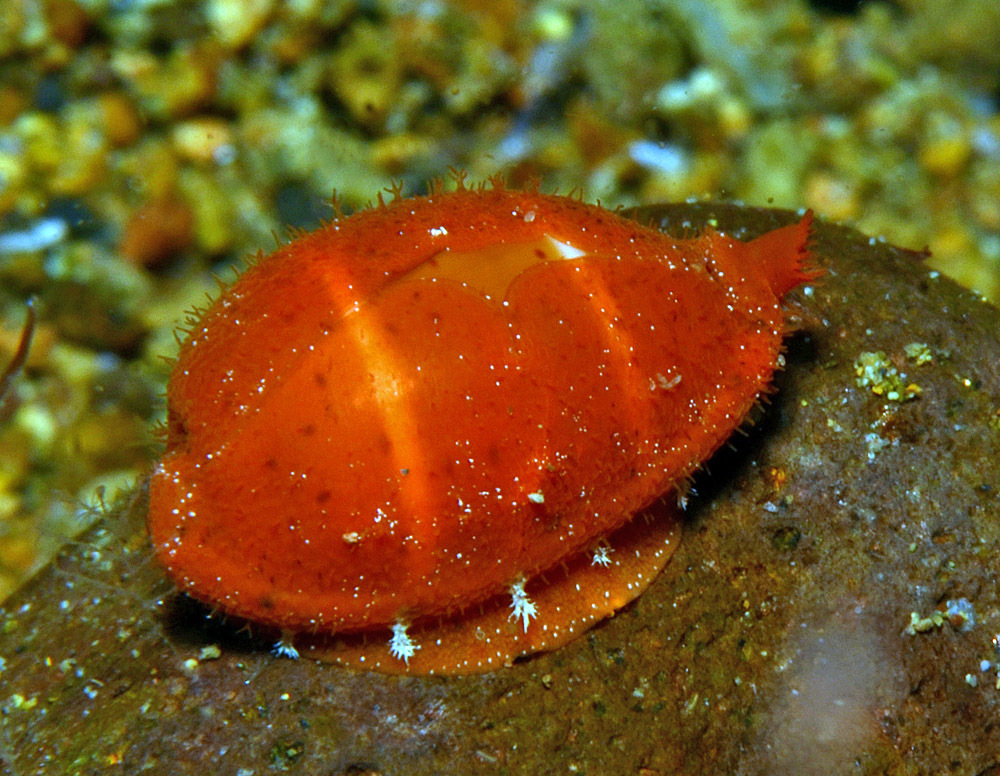Palmadusta lutea from Mabini, Batangas, Philippines on May 12, 2015 by uwkwaj · iNaturalist
