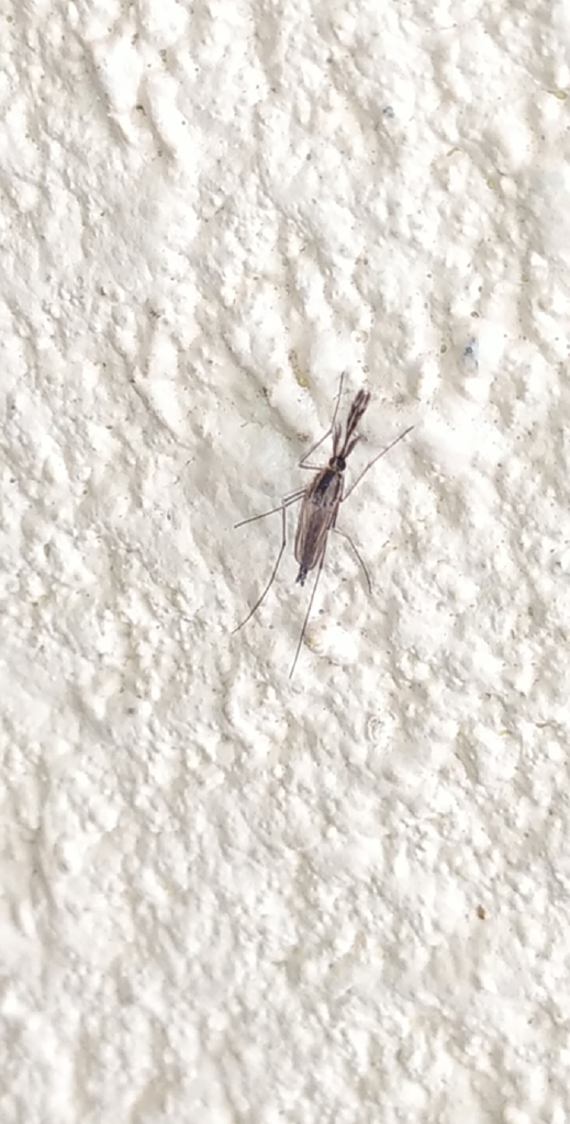 Culicine Mosquitoes from Ciudad de Santa Fe, Provincia de Santa Fe ...