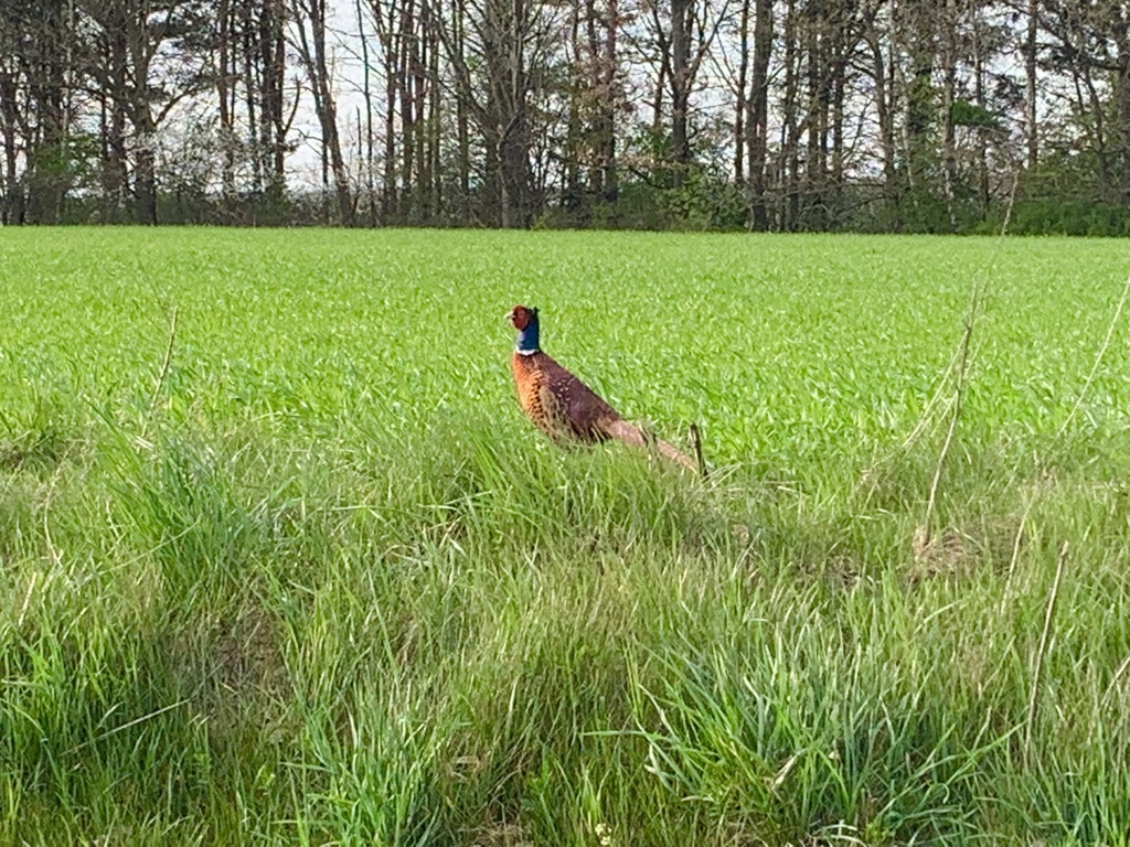 Ring-necked Pheasant from Weddelbrooker Straße, Bad Bramstedt, Szlezwik ...