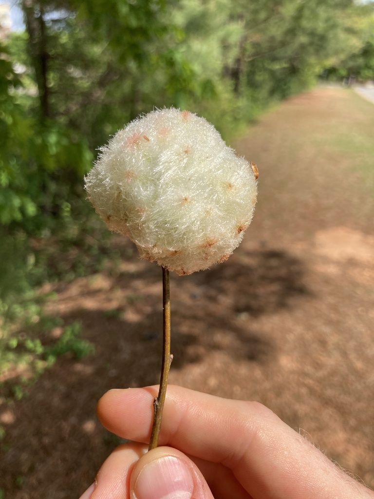 Wool Sower Gall Wasp from NC State University, Raleigh, NC, US on April ...