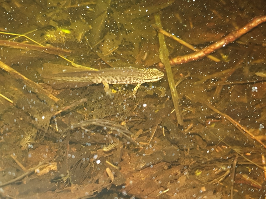 Palmate Newt in April 2022 by michel_kilcher · iNaturalist