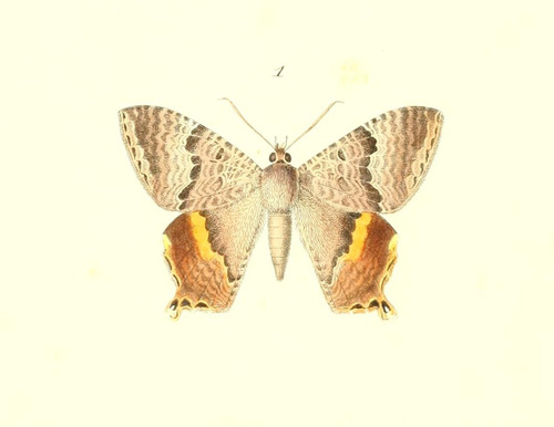 Coronidia echenais · iNaturalist