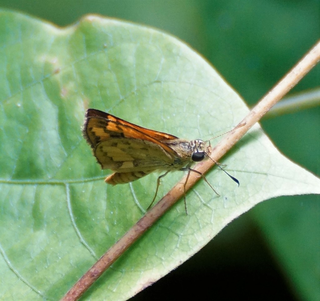 Wide-brand Grass-dart from Darwin NT, Australia on April 13, 2022 at 01 ...