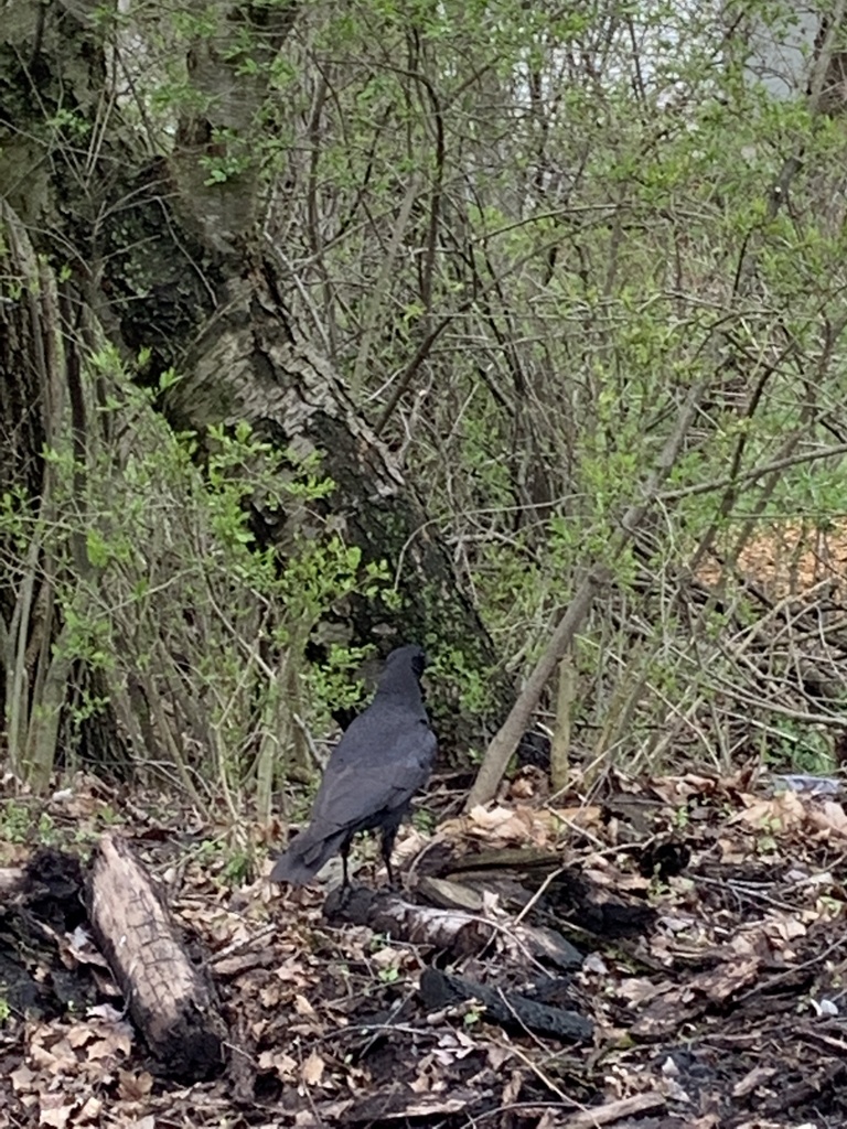 American Crow from Water St, Indiana, PA, US on April 21, 2022 at 03:34 ...