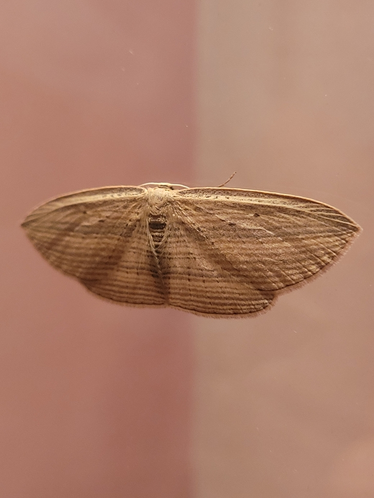 Cabbage tree moth from Bentley St near Cutts Rd, Russley, Christchurch ...