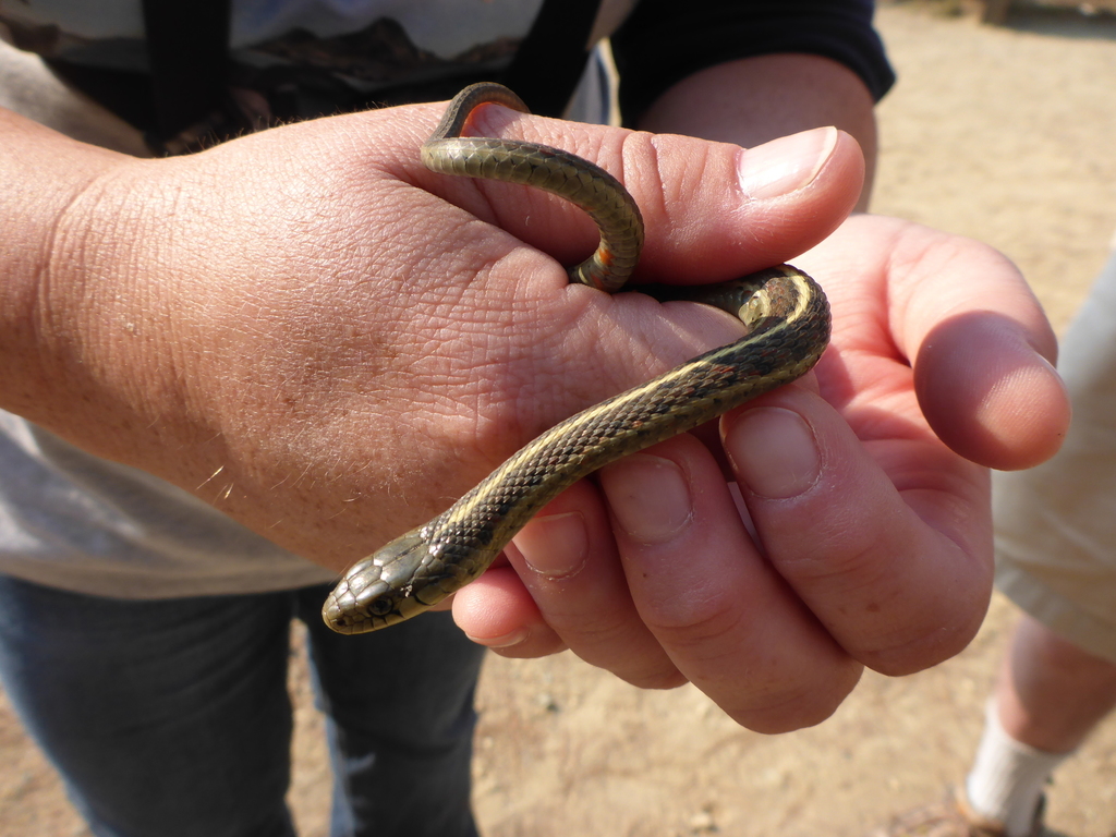 Coast Garter Snake from Marin County, CA, USA on August 15, 2015 at 08: ...