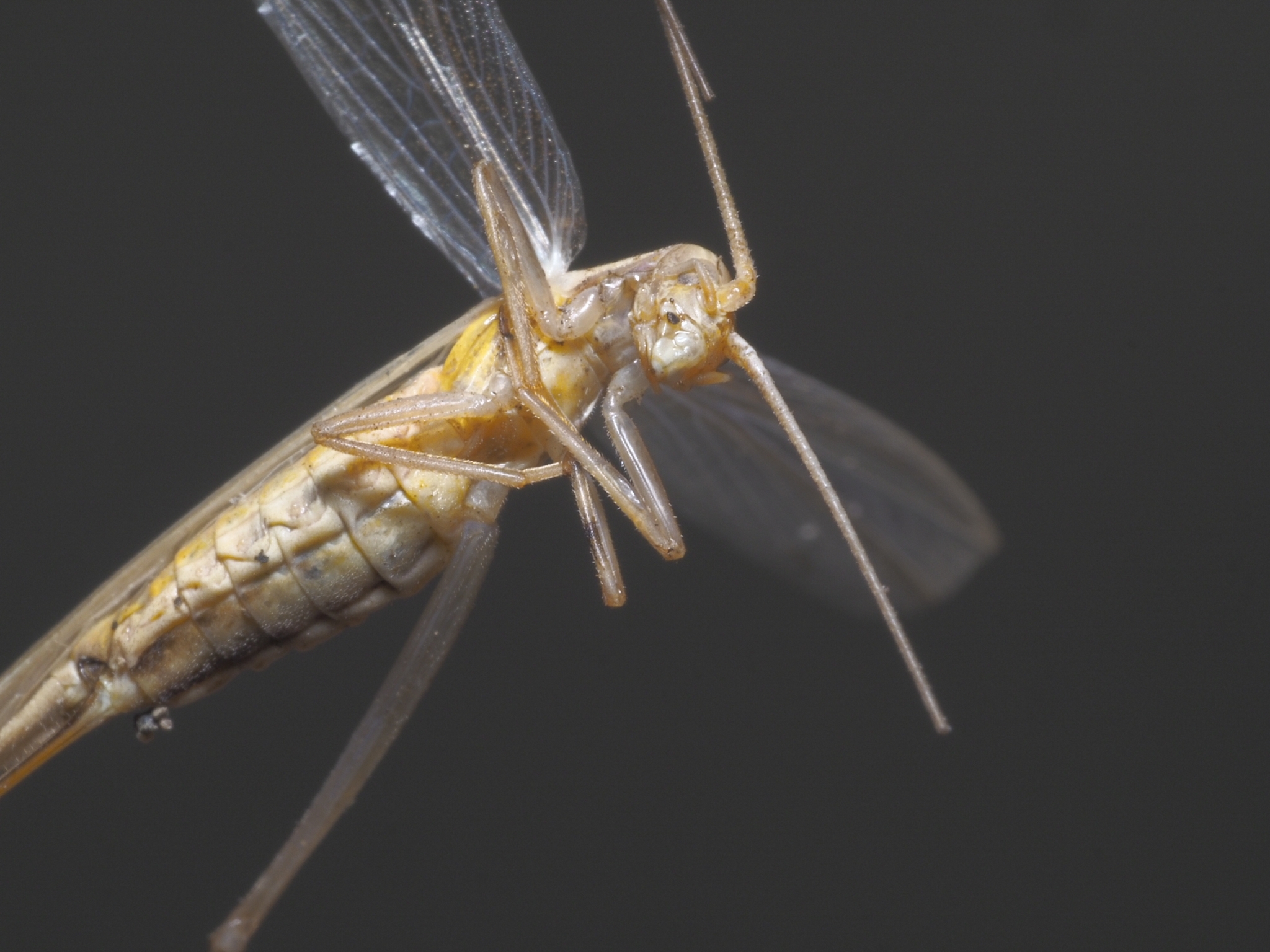 Oecanthus rufescens Serville, 1838