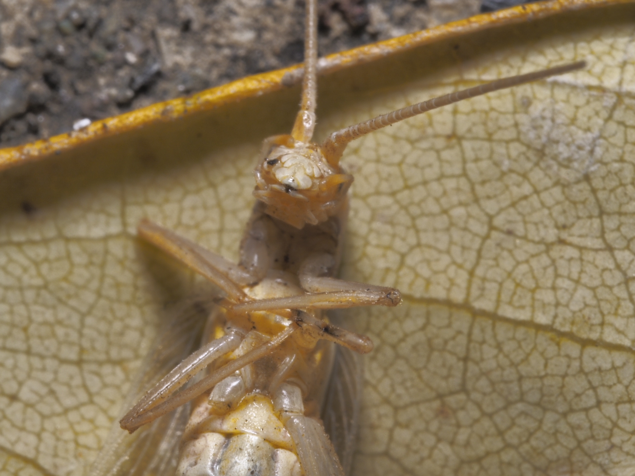 Oecanthus rufescens Serville, 1838