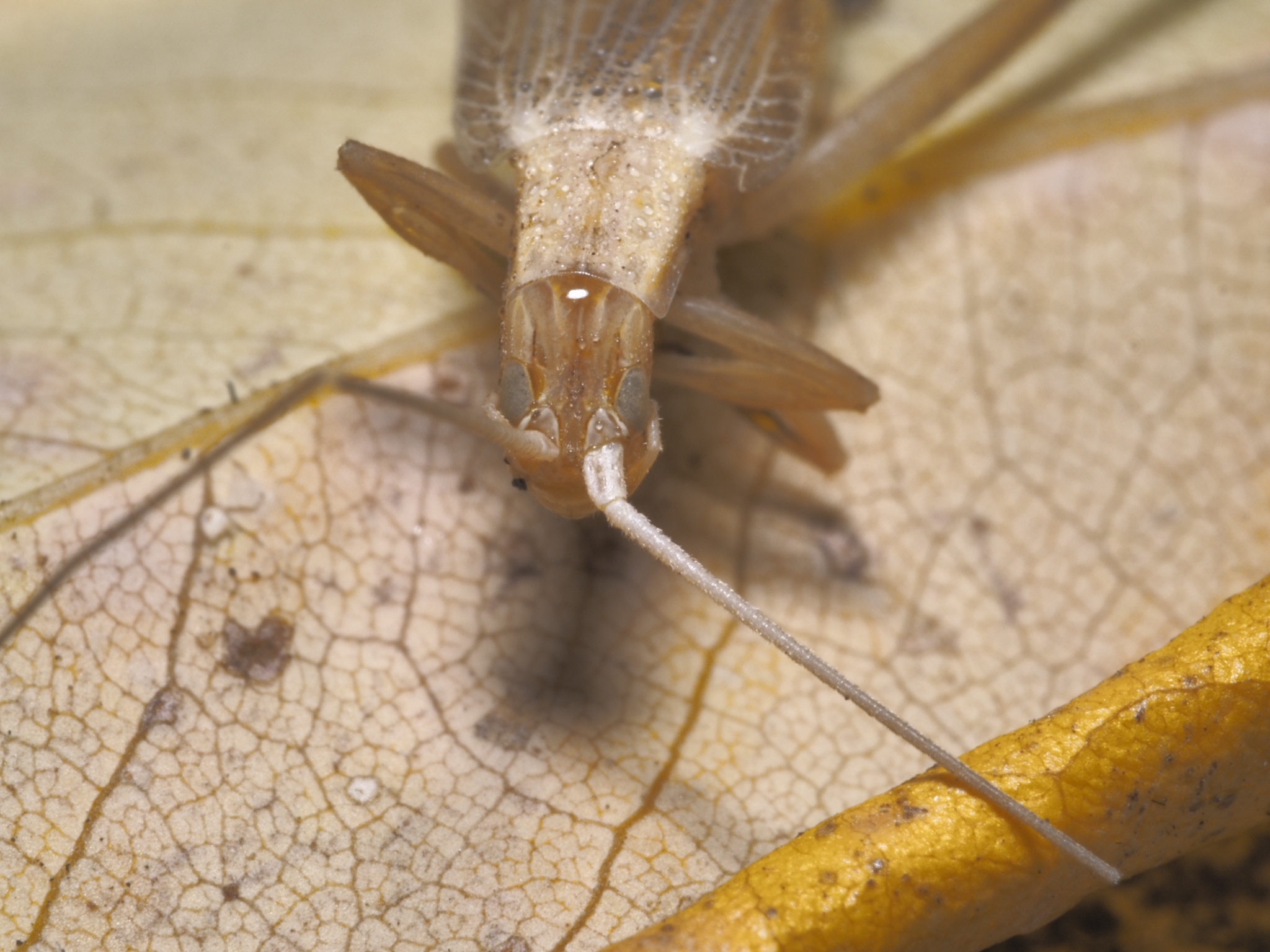 Oecanthus rufescens Serville, 1838