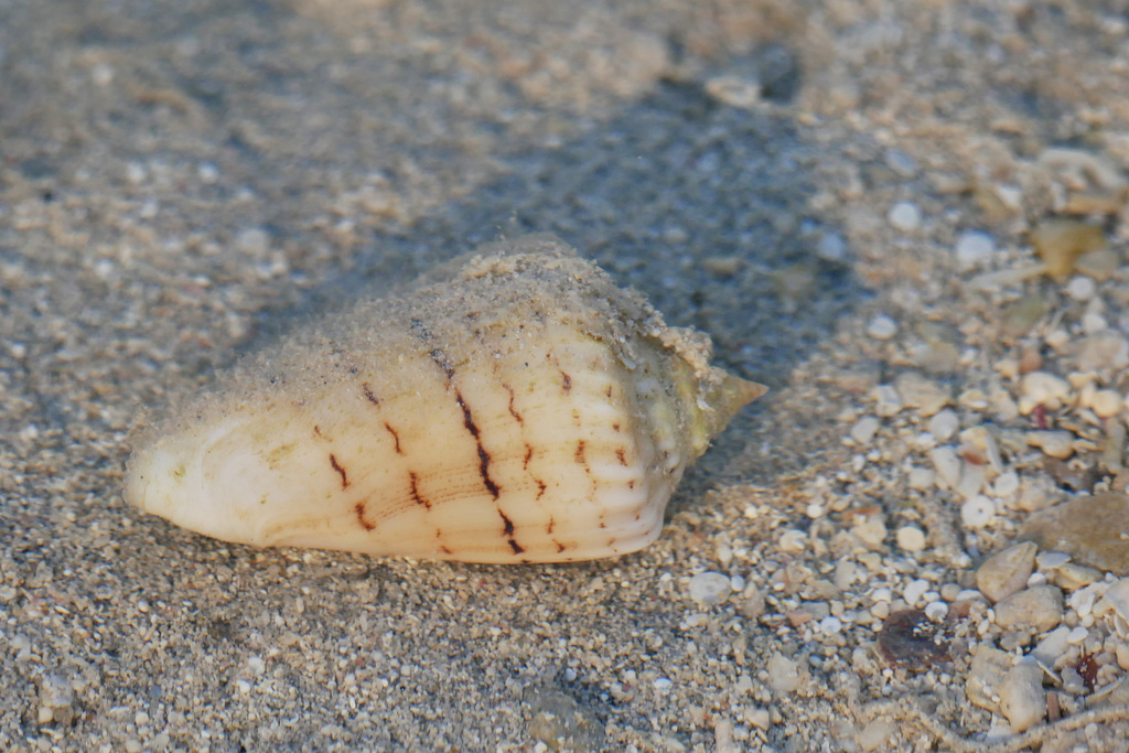 Conomurex from El Qoseir, Red Sea Governorate, Egypte on March 26, 2022 ...