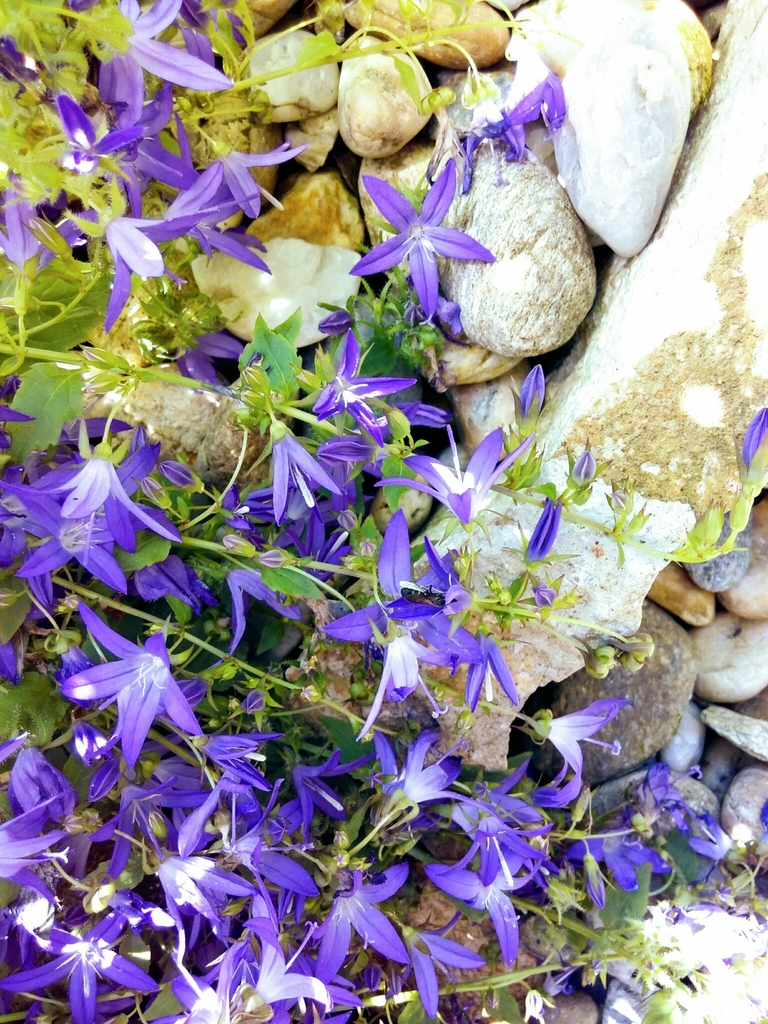 Rampion Scissor Bee from Rosenbergstraße 182 on June 09, 2017 by anna ...