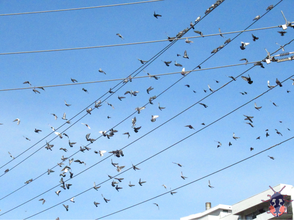 Feral Pigeon from Westminster, Toronto, ON, Canada on April 12, 2022 at ...