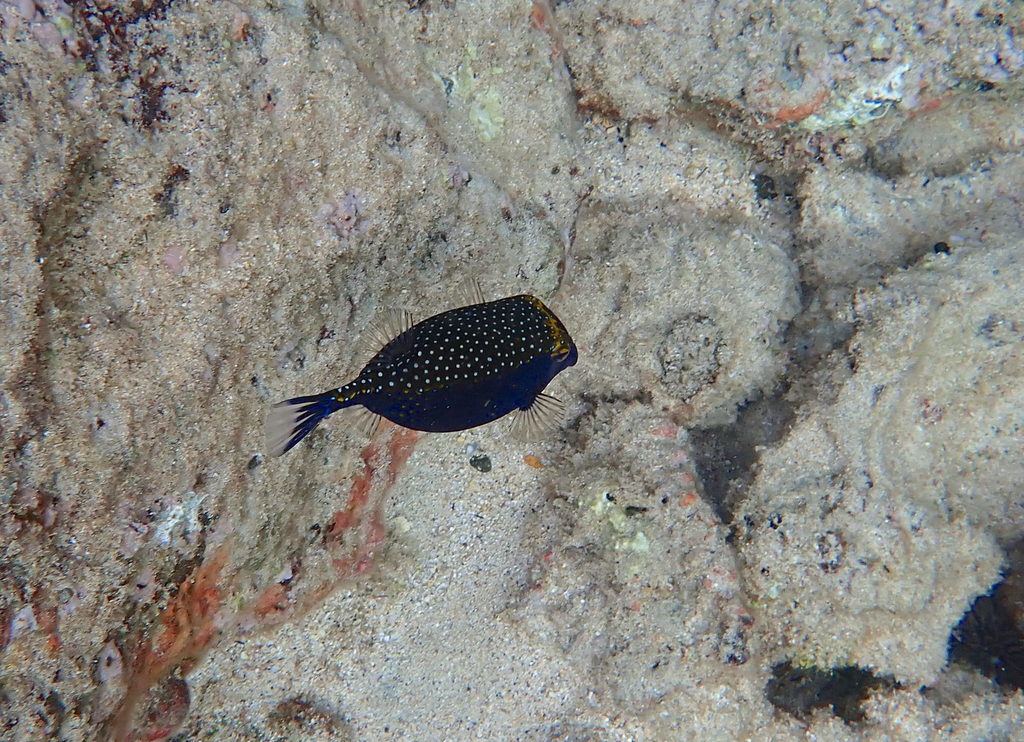 Spotted Boxfish from Kauai County, HI, USA on April 20, 2022 at 11:04 ...