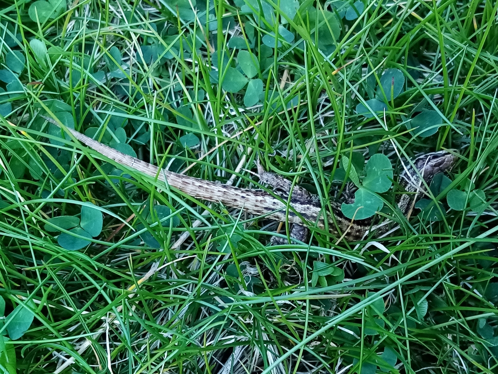 Viviparous Lizard from Querrin, Co. Clare, Ireland on April 21, 2022 at ...
