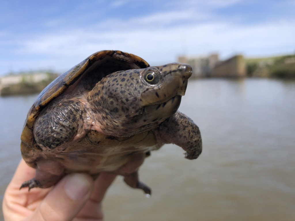 Loggerhead Musk Turtle from Chattahoochee River, Fort Gaines, GA, US on ...