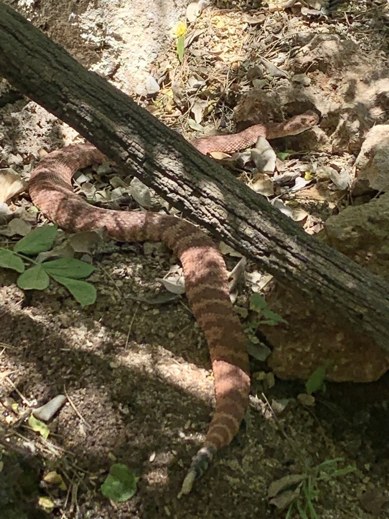Southwestern Speckled Rattlesnake in April 2022 by Eric Hough · iNaturalist