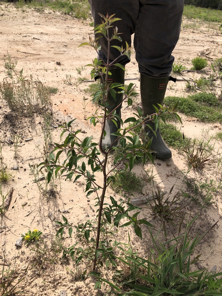 Whiteleaf Mountain Mint from Whittington Rd, Longville, LA, US on April ...