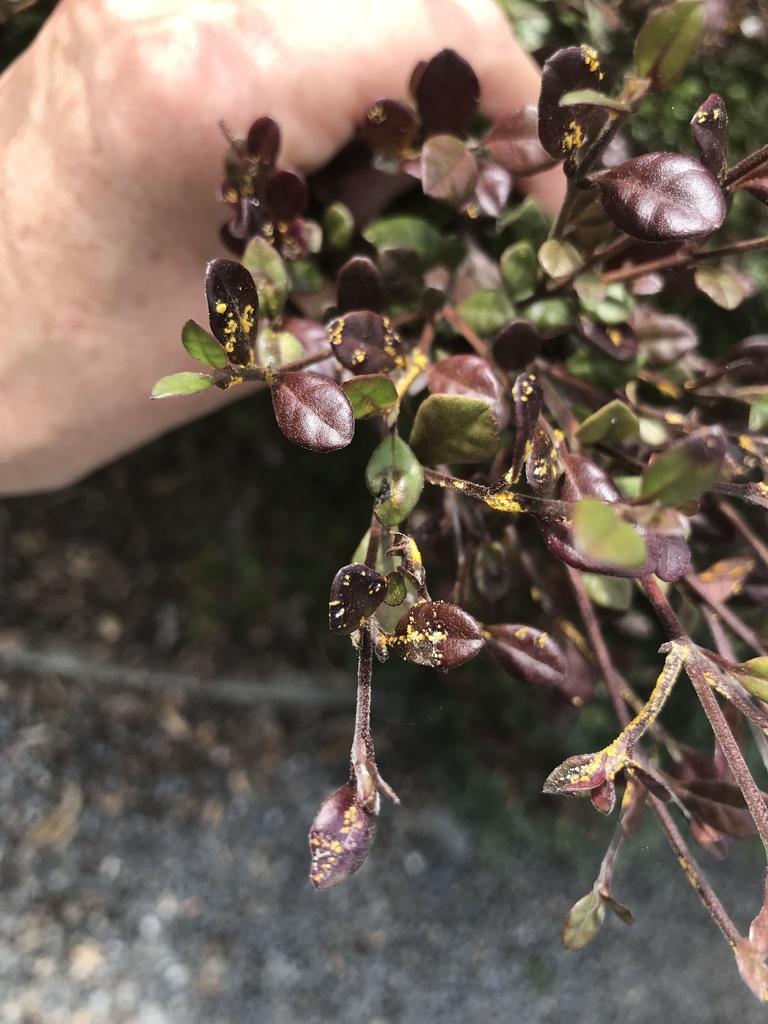 Myrtle Rust from Kahuranaki Road, Kahuranaki, Hawke's Bay, NZ on April ...