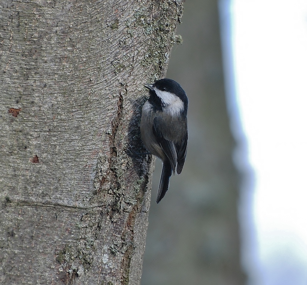 Black-capped Chickadee from Skagit County, WA, USA on December 22, 2010 ...